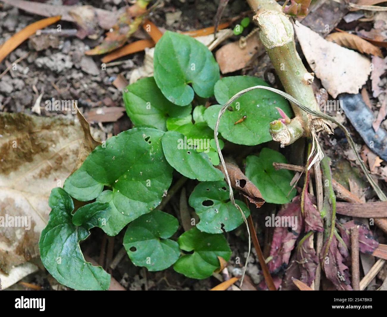 Divaricate Typhonium (Typhonium blumei Stock Photo - Alamy