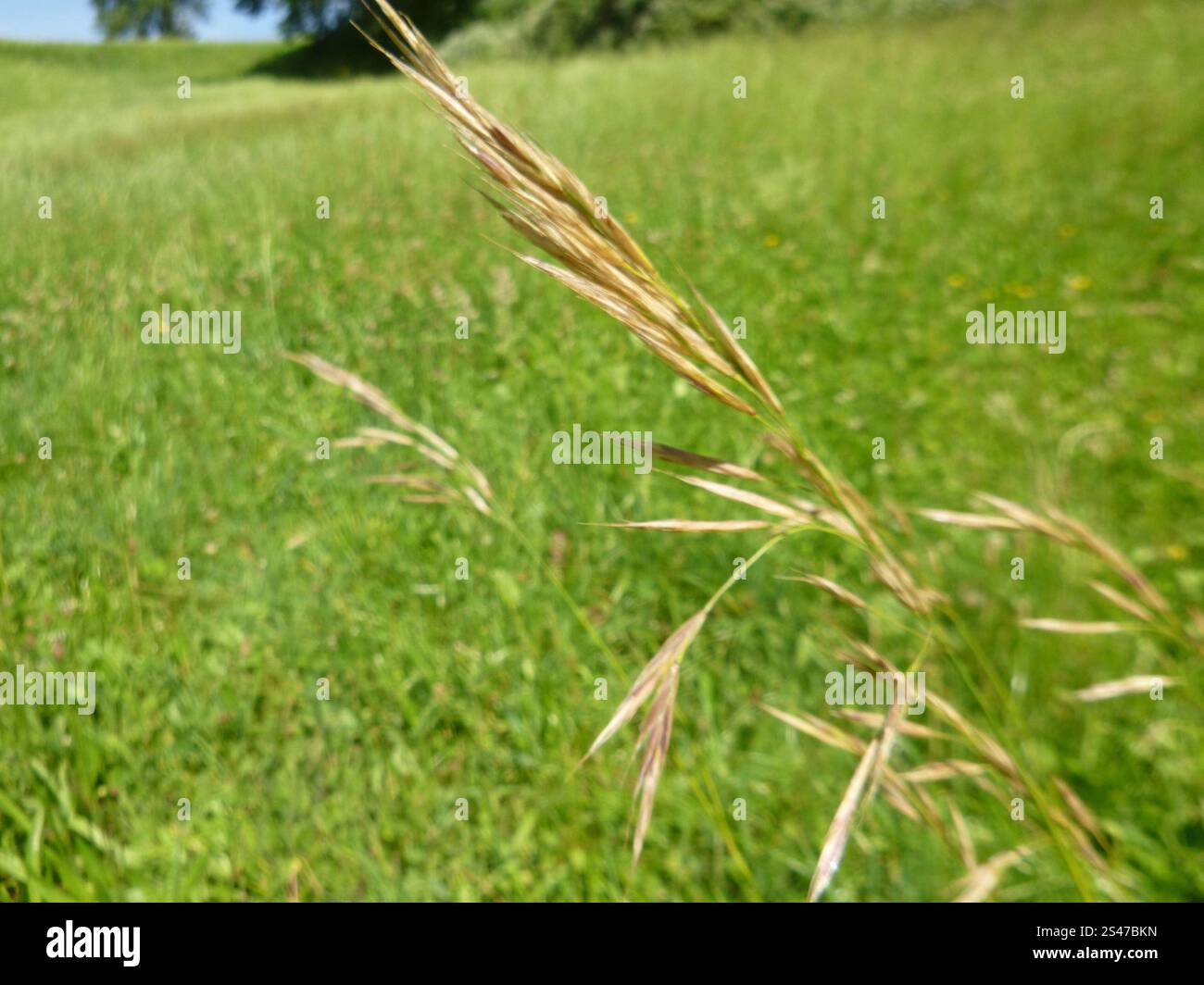 Upright Brome (Bromus erectus Stock Photo - Alamy