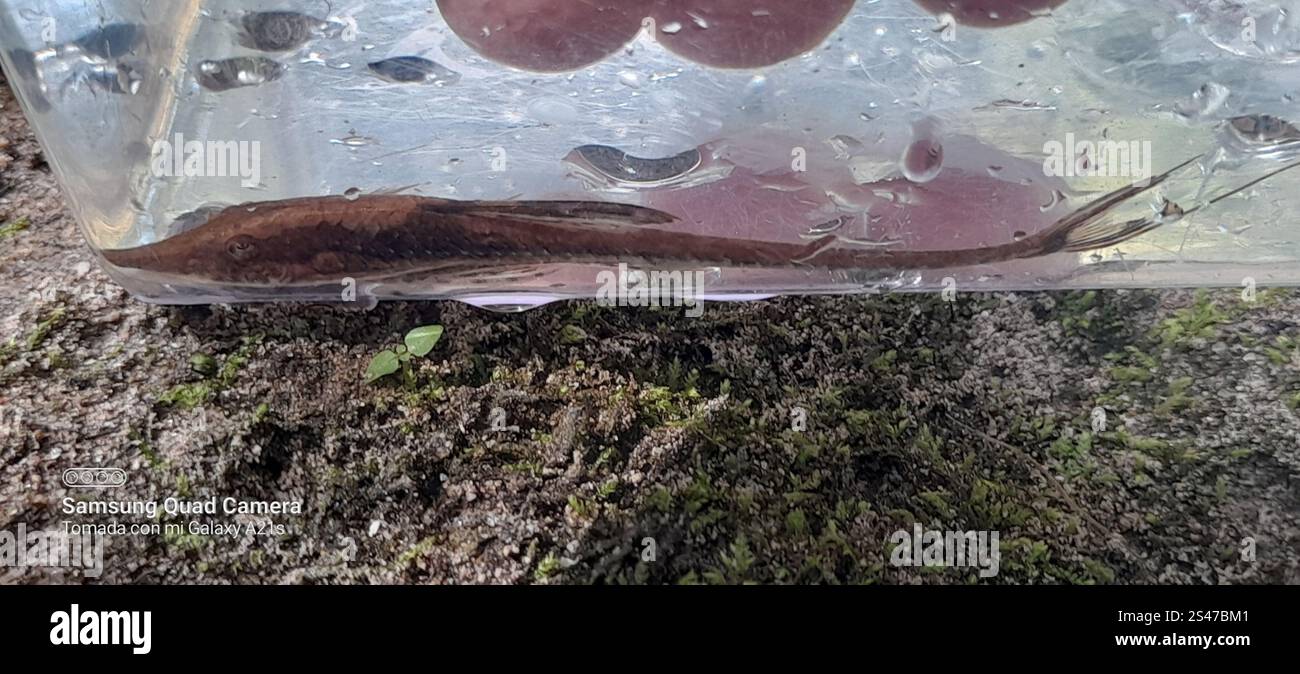 Royal Farlowella Catfish (Sturisomatichthys panamensis Stock Photo - Alamy