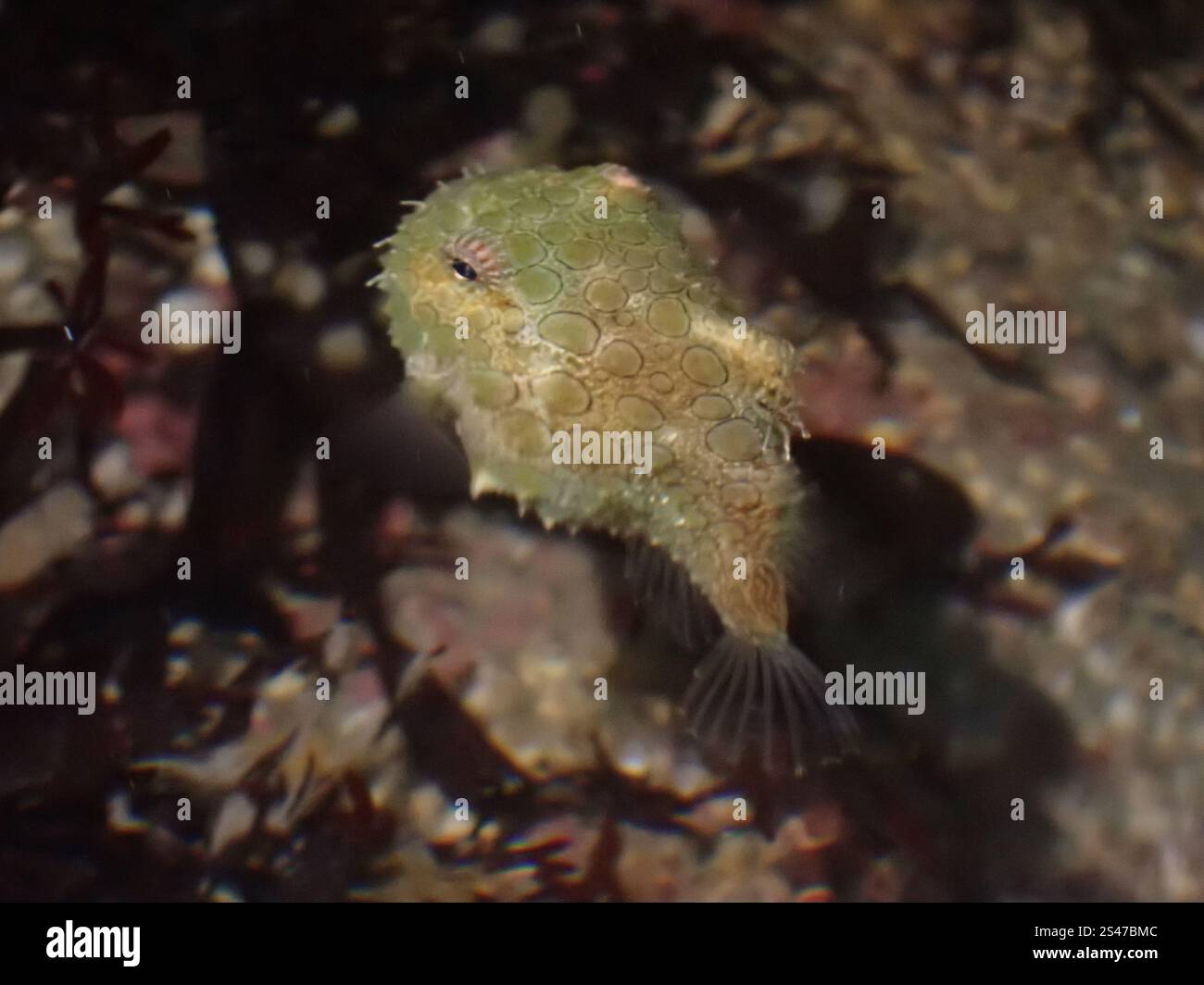 Pacific Spiny Lumpsucker (Eumicrotremus orbis Stock Photo - Alamy