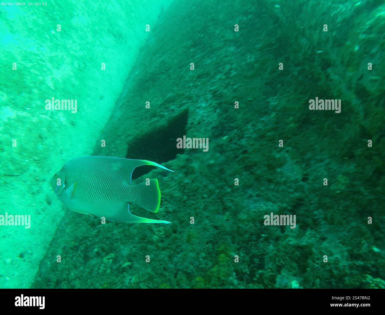 Blue Angelfish (Holacanthus bermudensis Stock Photo - Alamy