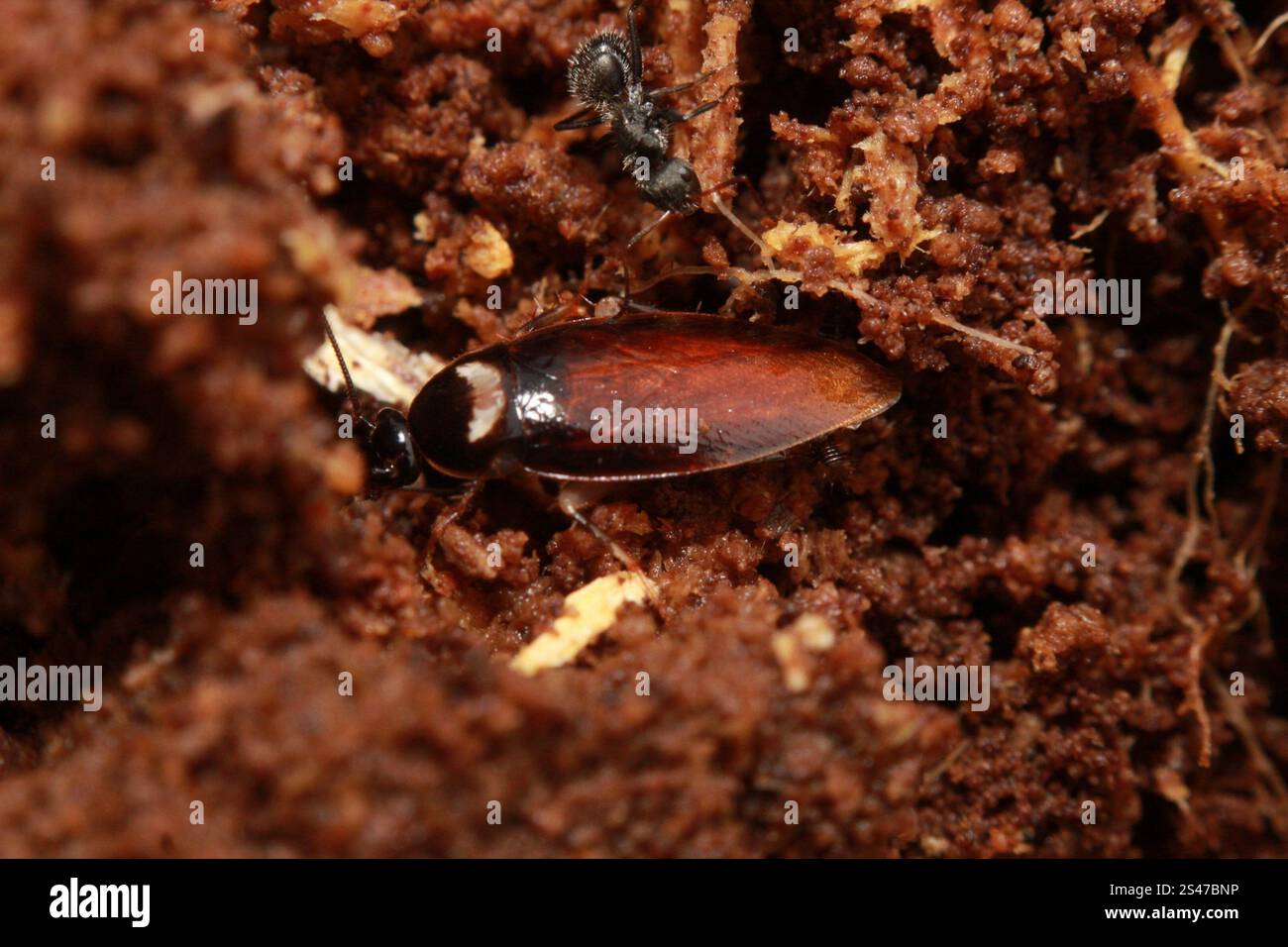 Cockroaches and Termites (Blattodea Stock Photo - Alamy