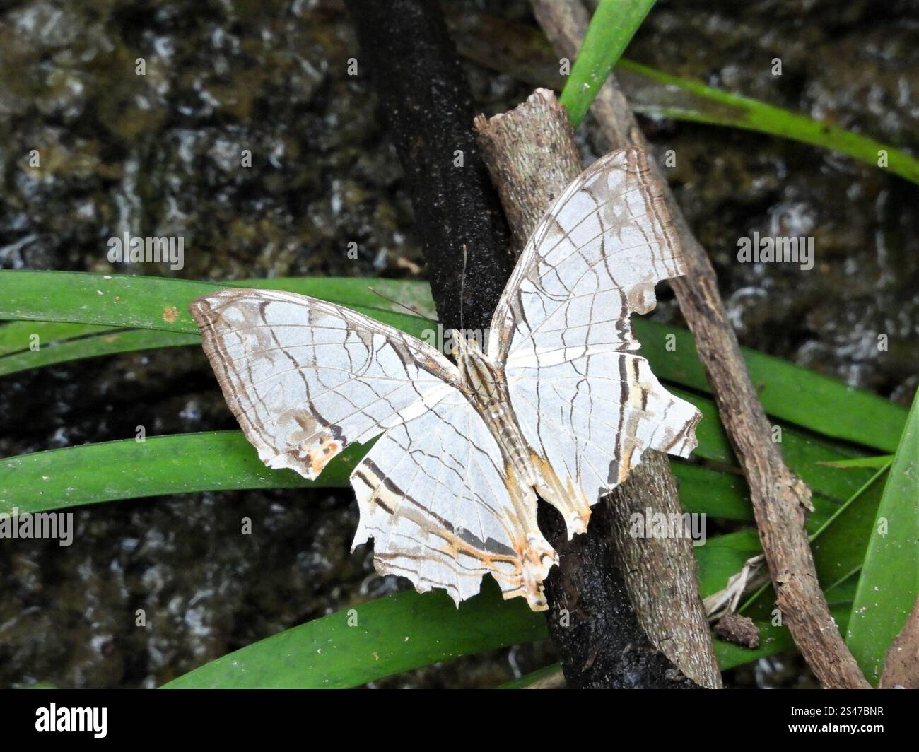 Common Mapwing (Cyrestis thyodamas Stock Photo - Alamy