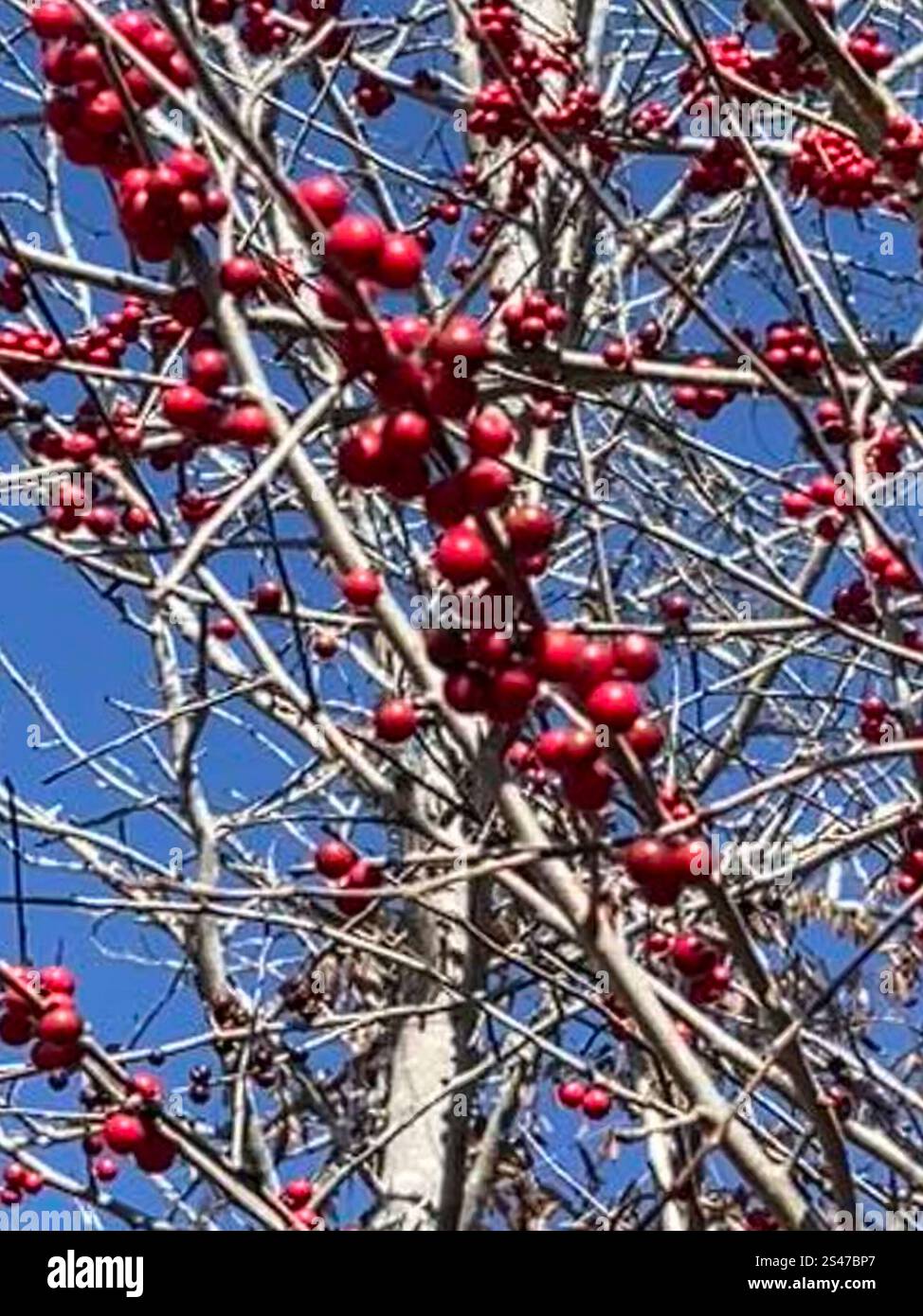 possumhaw (Ilex decidua Stock Photo - Alamy