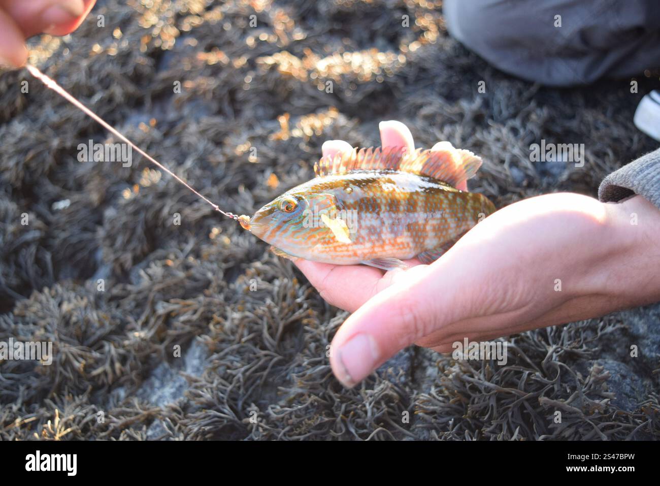Corkwing Wrasse (Symphodus melops Stock Photo - Alamy