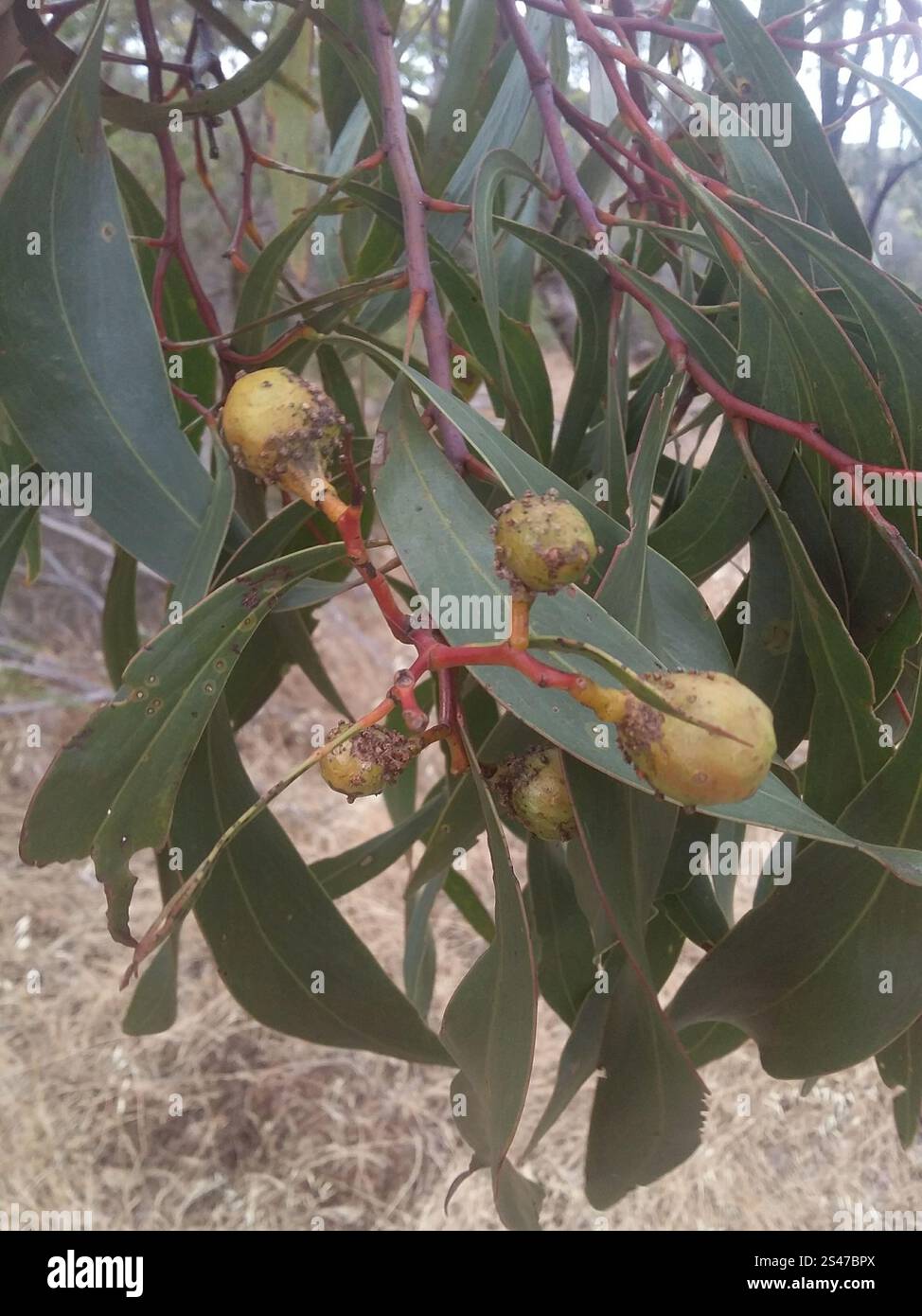 Golden Wattle Gall Wasp (Trichilogaster signiventris Stock Photo - Alamy