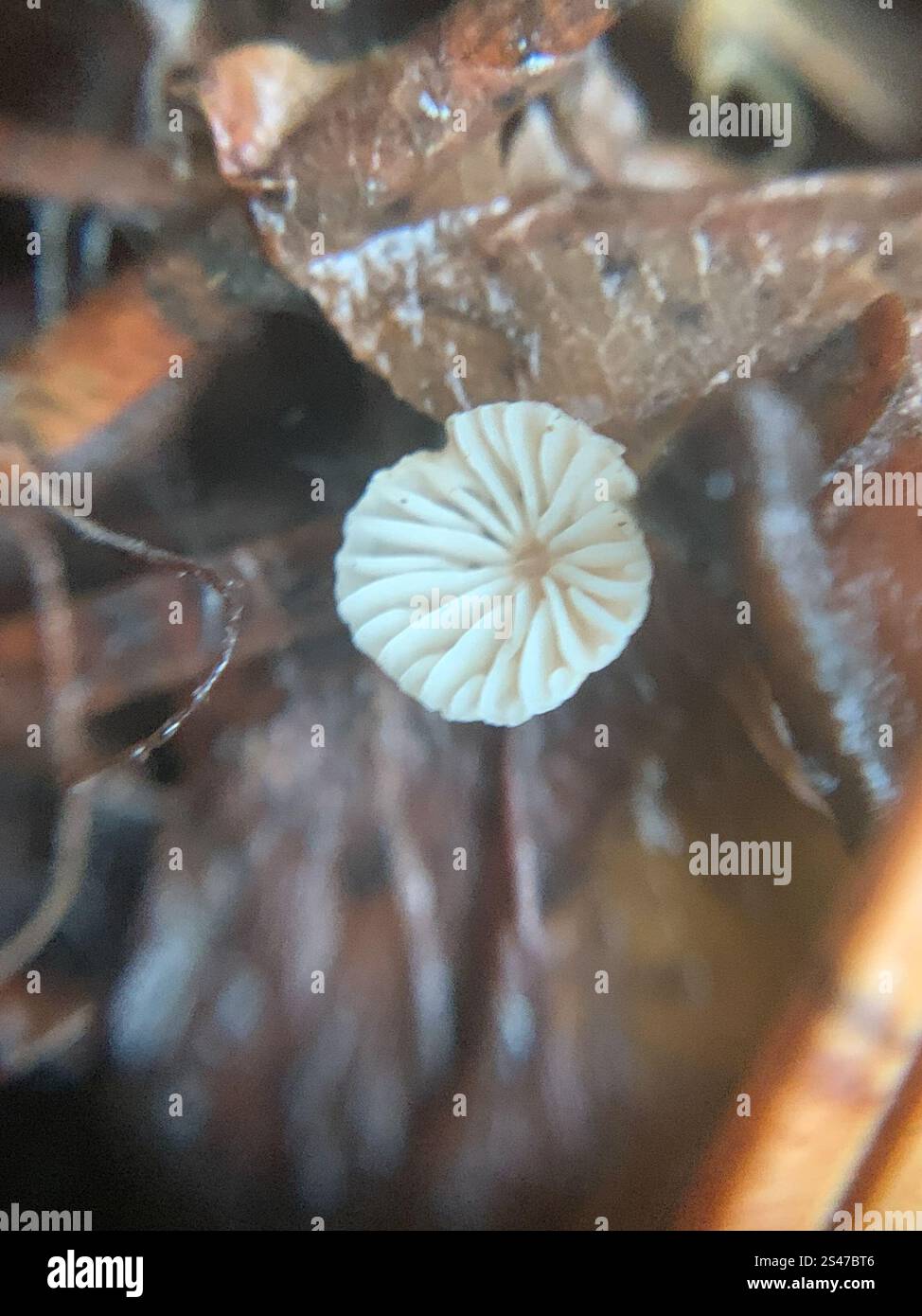 Oak-leaf Pinwheel (Collybiopsis quercophila Stock Photo - Alamy