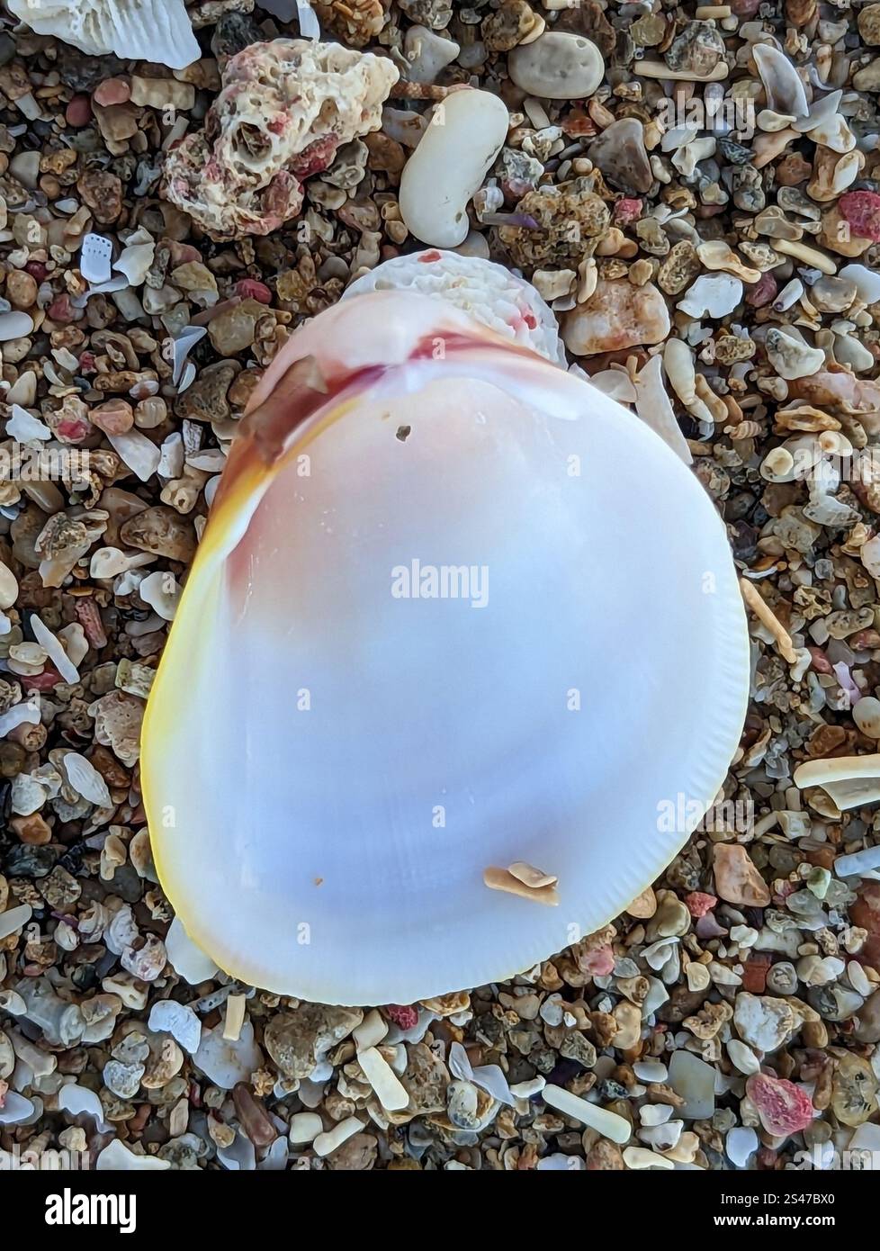 Common Egg Cockle (Laevicardium serratum Stock Photo - Alamy