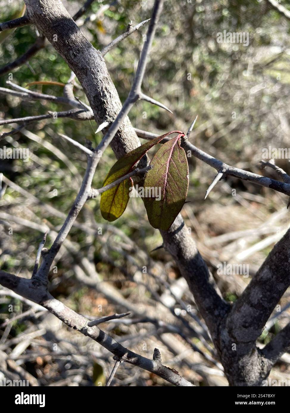 Gum bumelia (Sideroxylon lanuginosum Stock Photo - Alamy