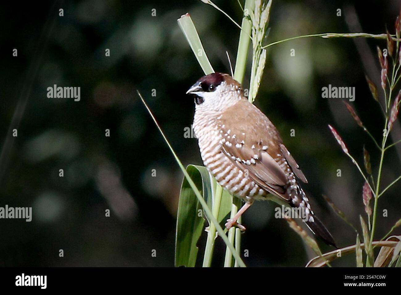 Plum-headed Finch (Emblema modesta Stock Photo - Alamy