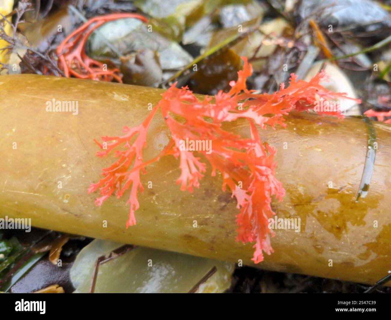 red algae (Rhodophyta Stock Photo - Alamy