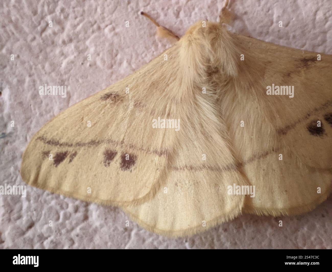 Monkey Moths (Eupterotidae Stock Photo - Alamy