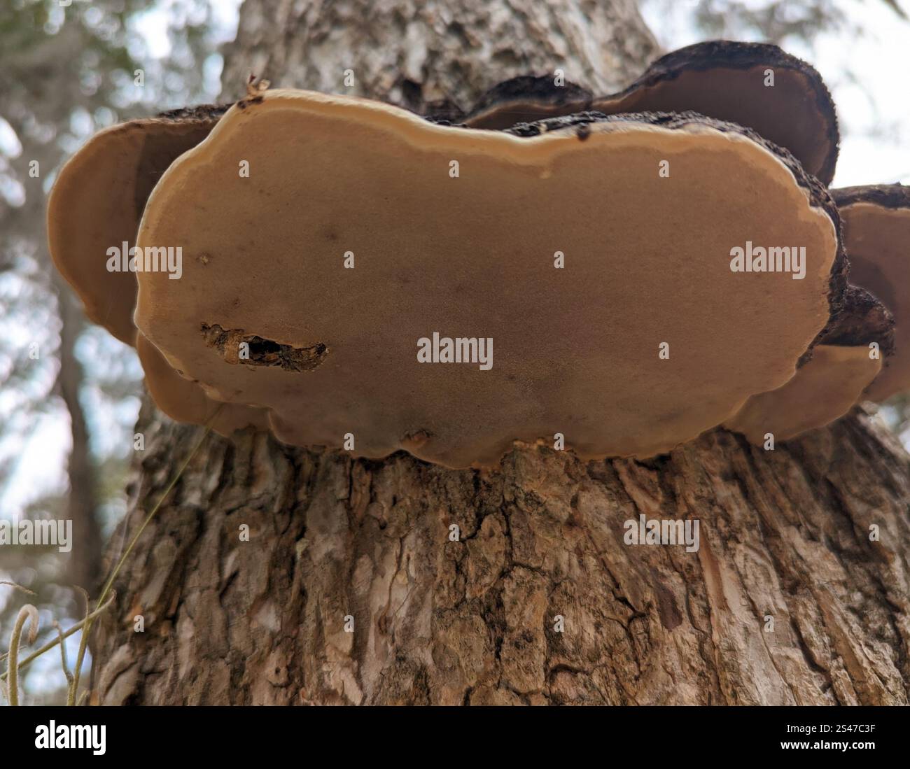 shelf fungi (Polyporales Stock Photo - Alamy