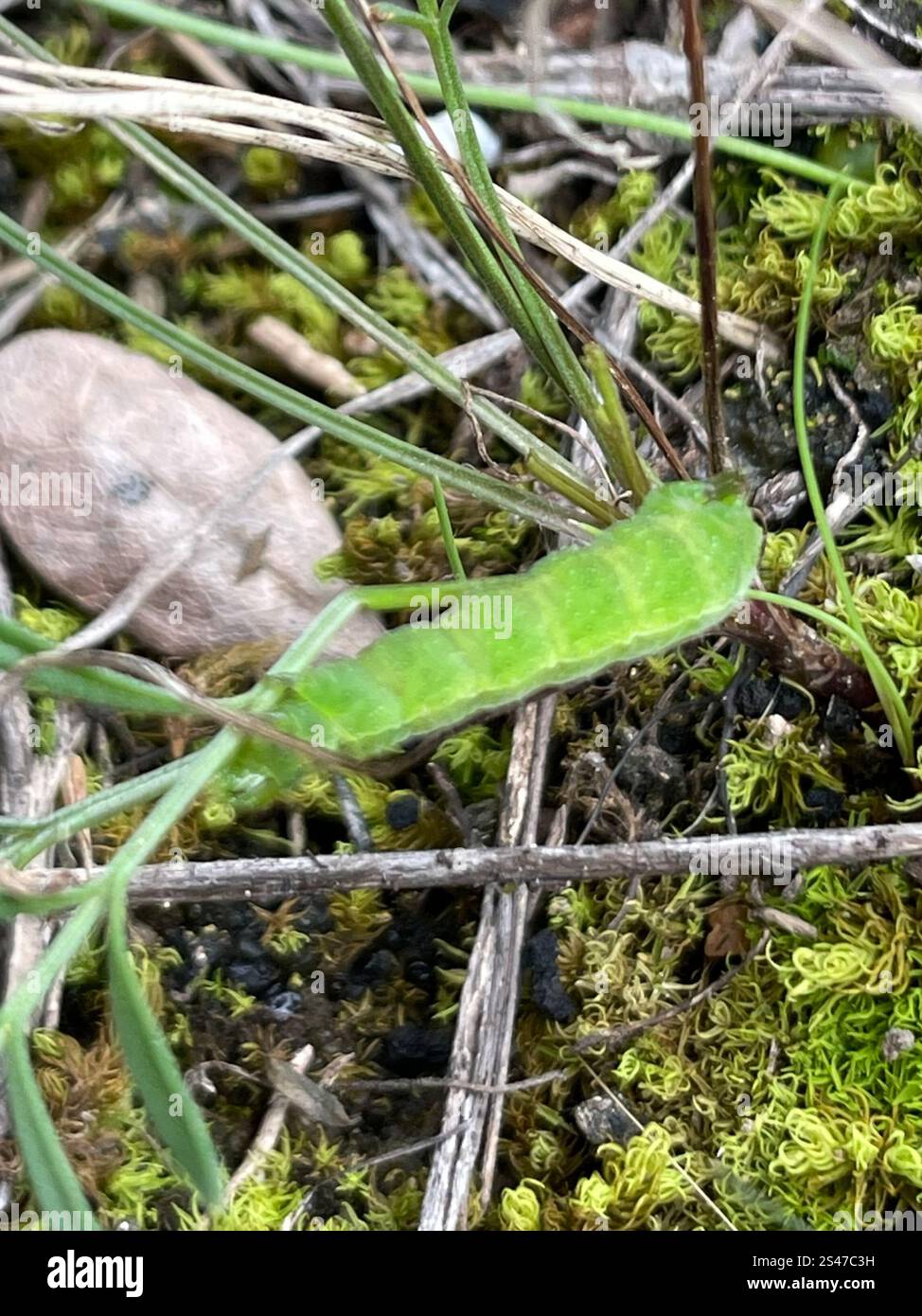 Plusiine Looper Moths (Plusiinae Stock Photo - Alamy