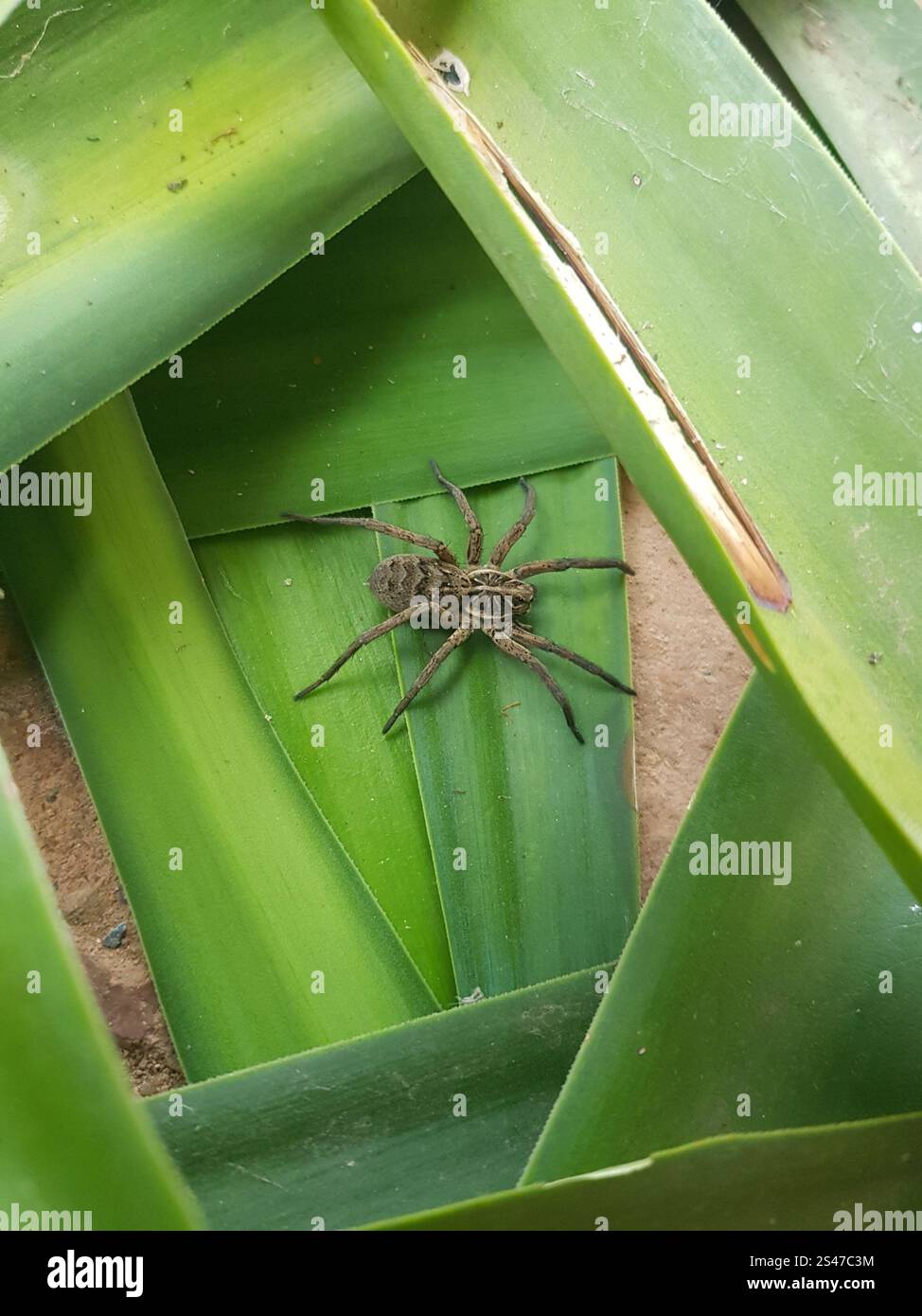 Union-Jack Wolf Spiders (Tasmanicosa Stock Photo - Alamy