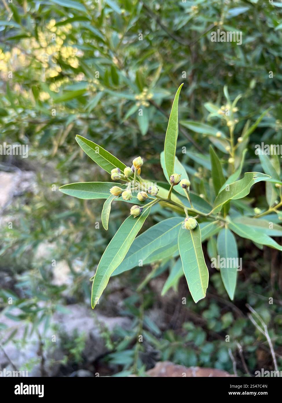 California bay (Umbellularia californica Stock Photo - Alamy
