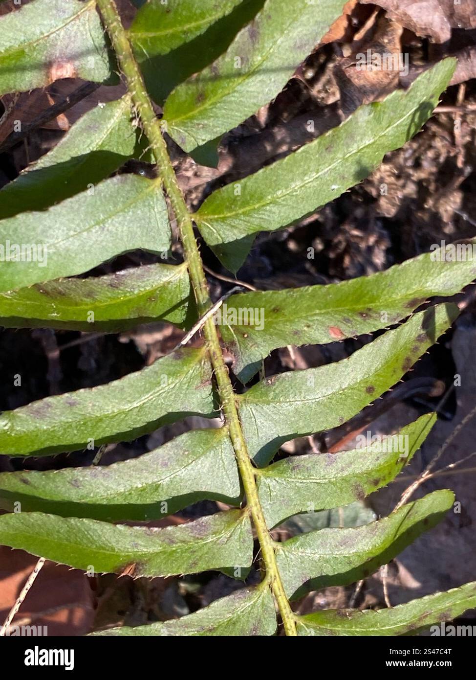 Christmas fern (Polystichum acrostichoides Stock Photo - Alamy