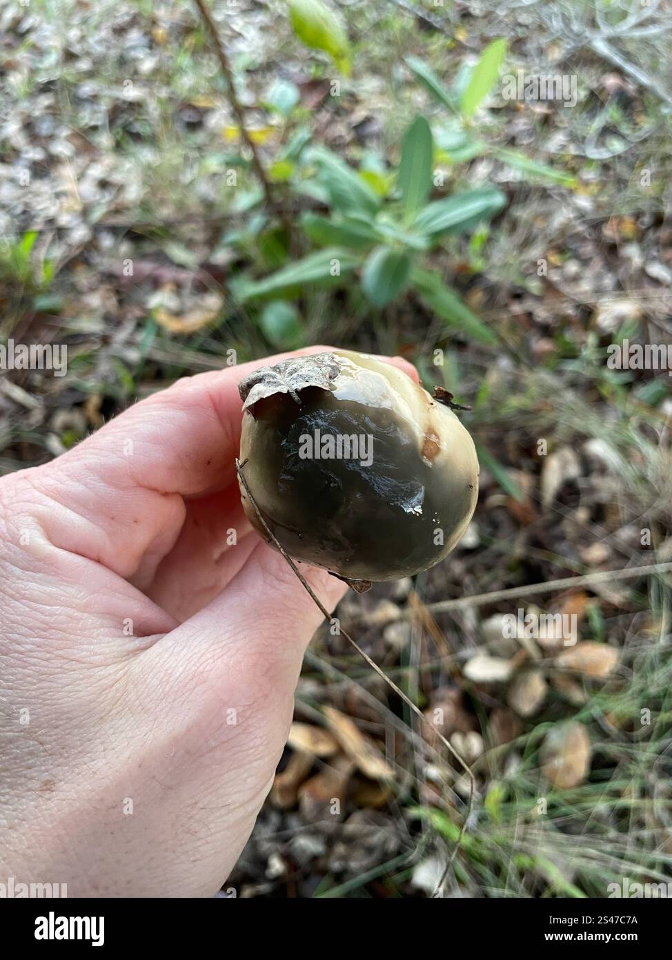 Pungent Slippery Jack (Suillus pungens Stock Photo - Alamy