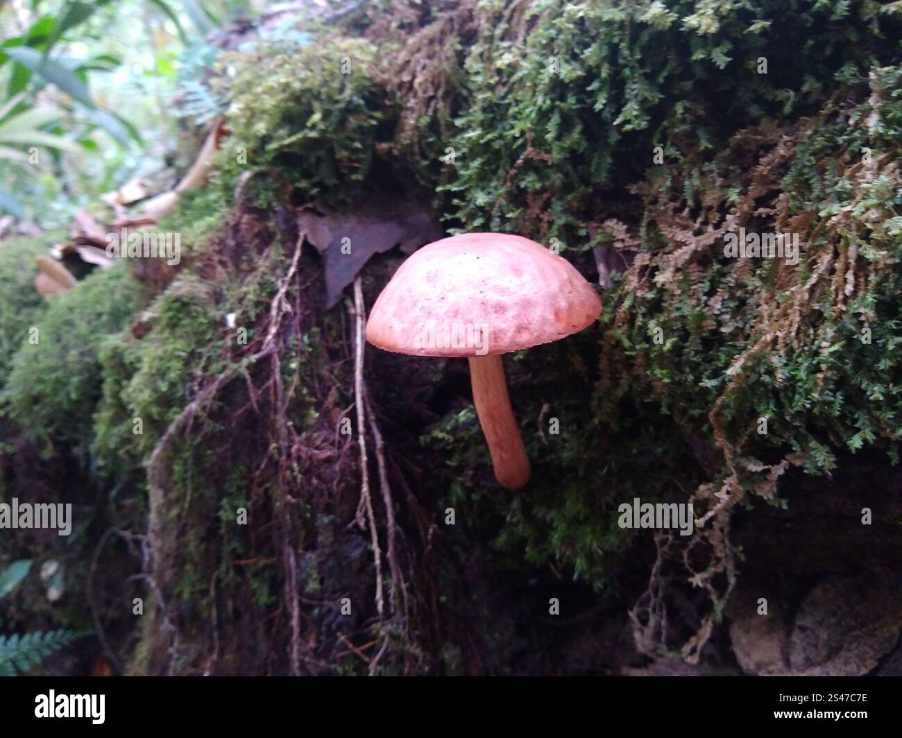 Ruby Bolete (Hortiboletus rubellus Stock Photo - Alamy