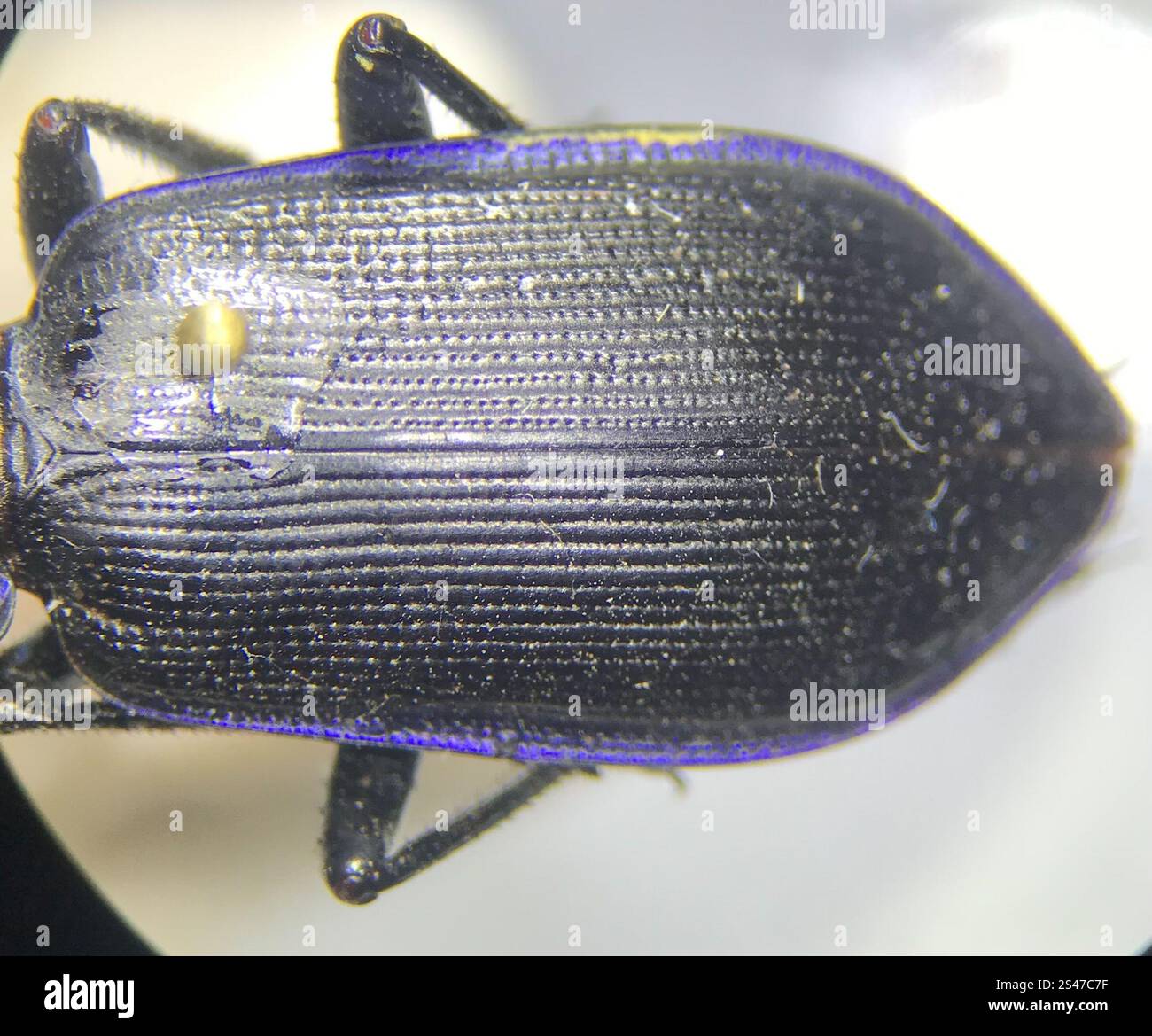 Narrow Searcher Beetle (Calosoma externum Stock Photo - Alamy