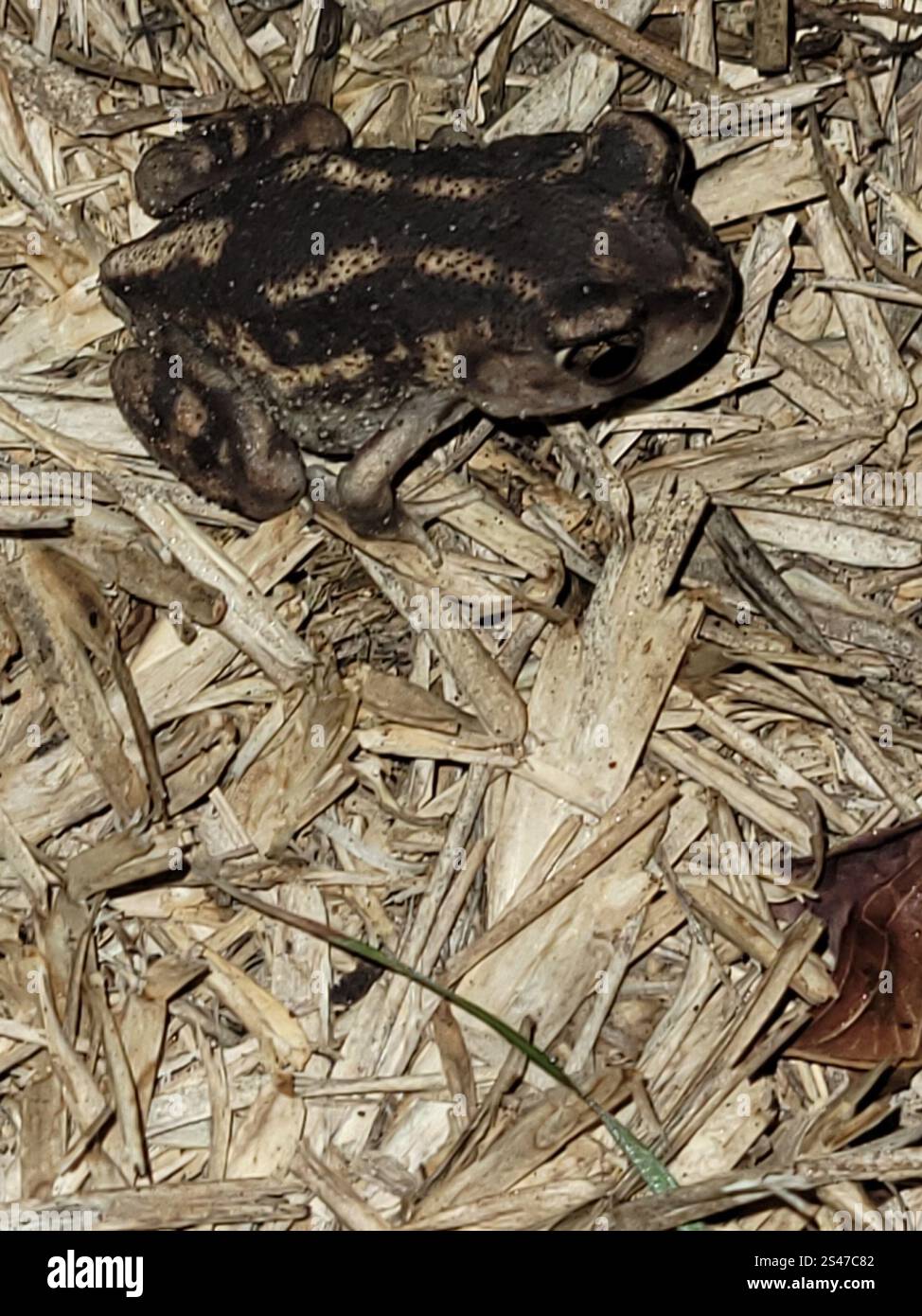 Eastern Spadefoot (Scaphiopus holbrookii Stock Photo - Alamy