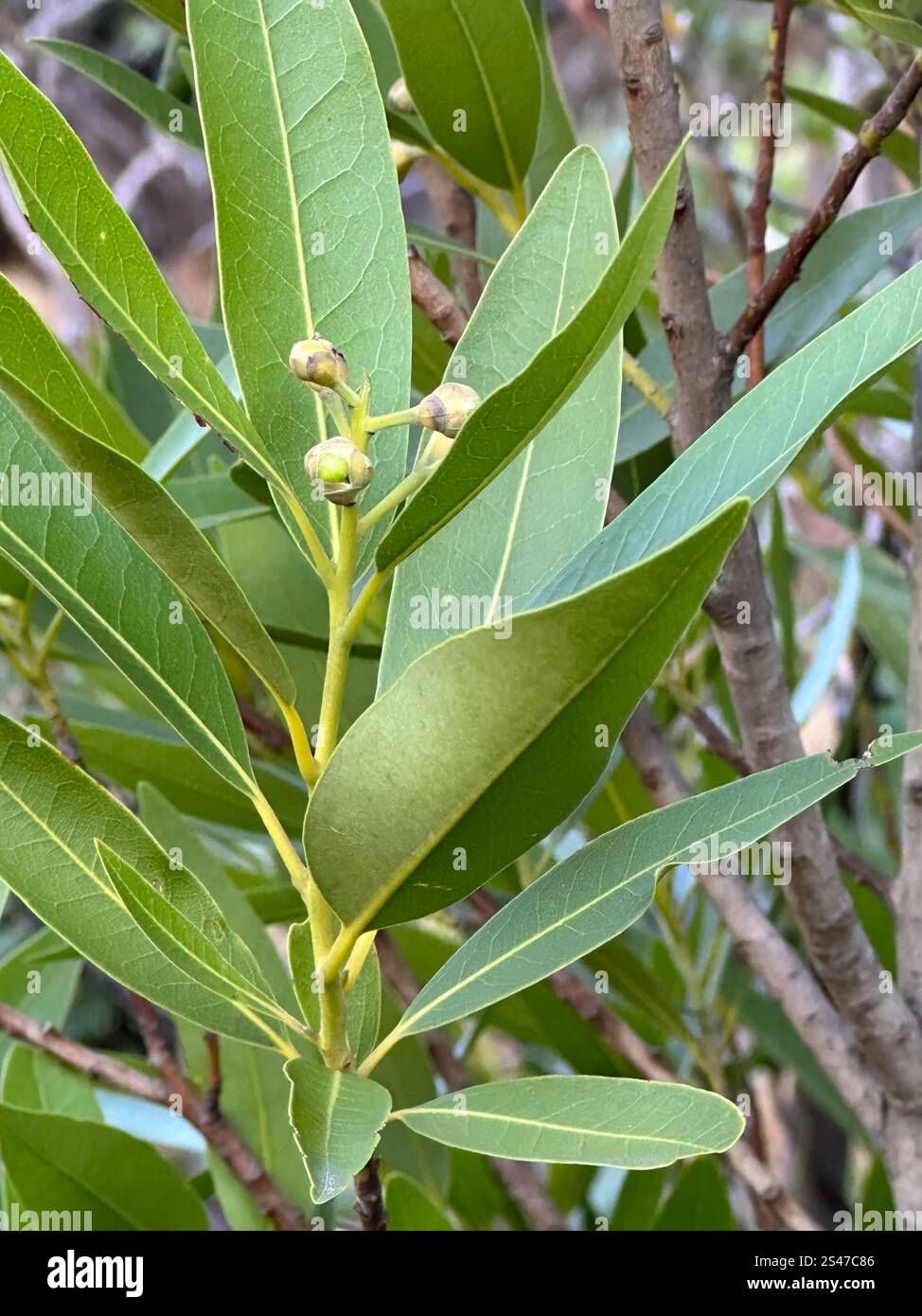 California bay (Umbellularia californica Stock Photo - Alamy
