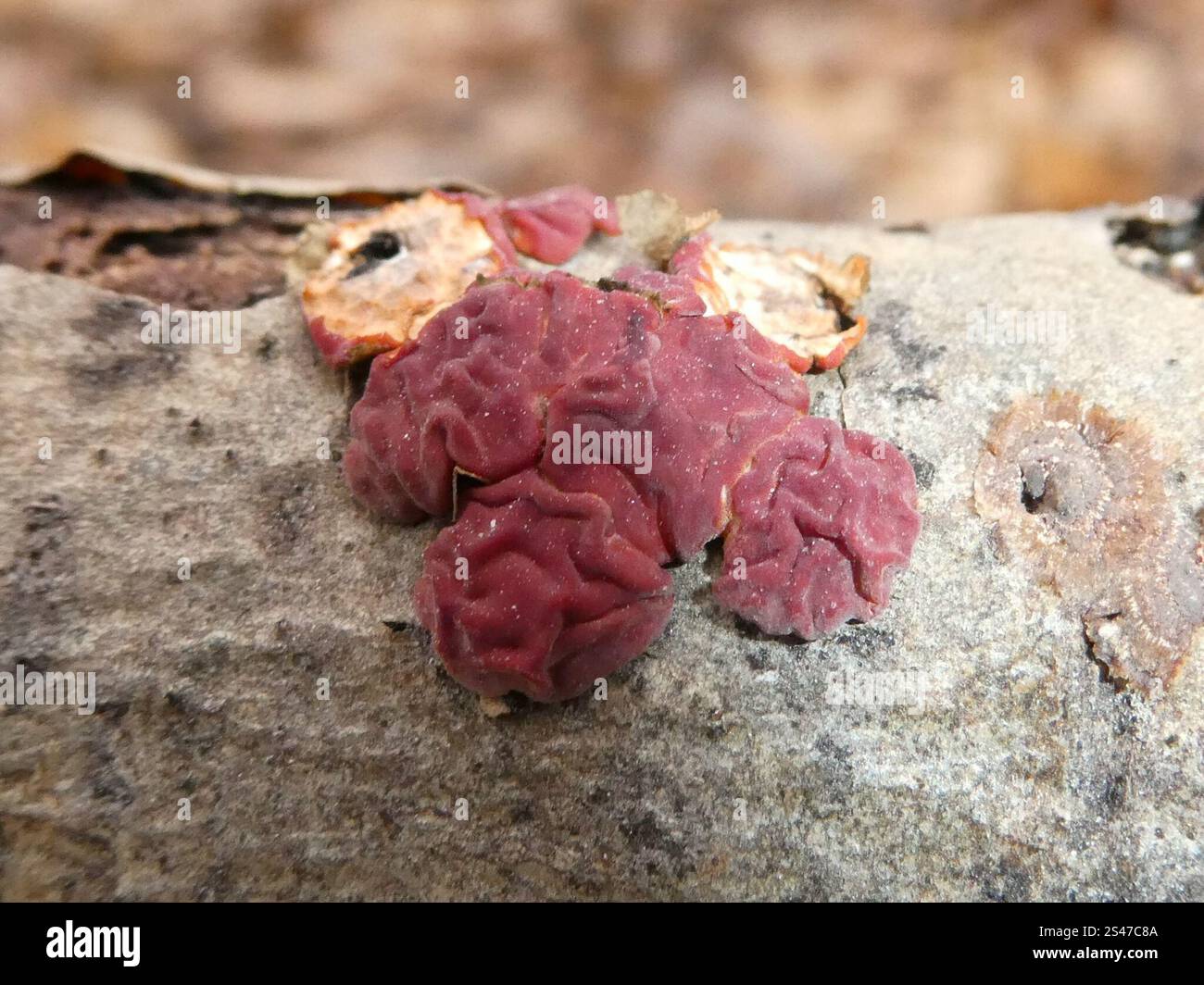 Red Tree Brain Fungus (Peniophora rufa Stock Photo - Alamy
