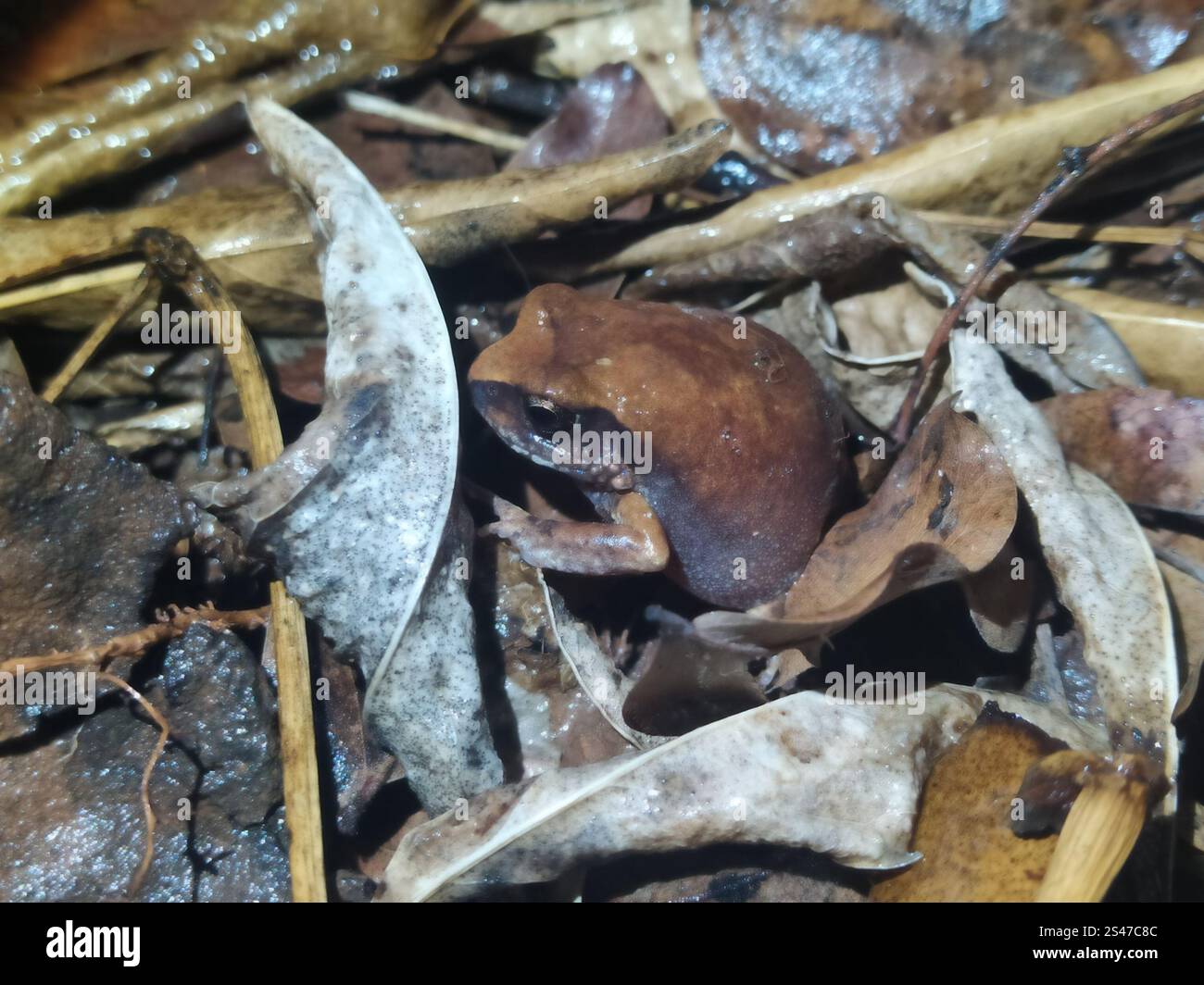 Common Squeaker (Arthroleptis stenodactylus Stock Photo - Alamy