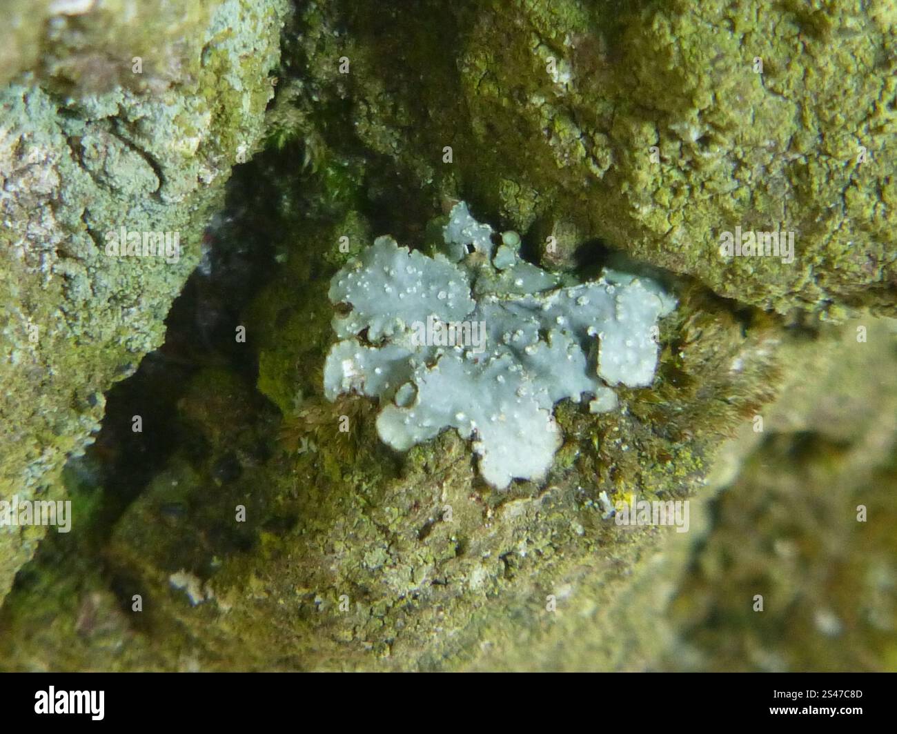 Speckled Shield Lichens (Punctelia Stock Photo - Alamy