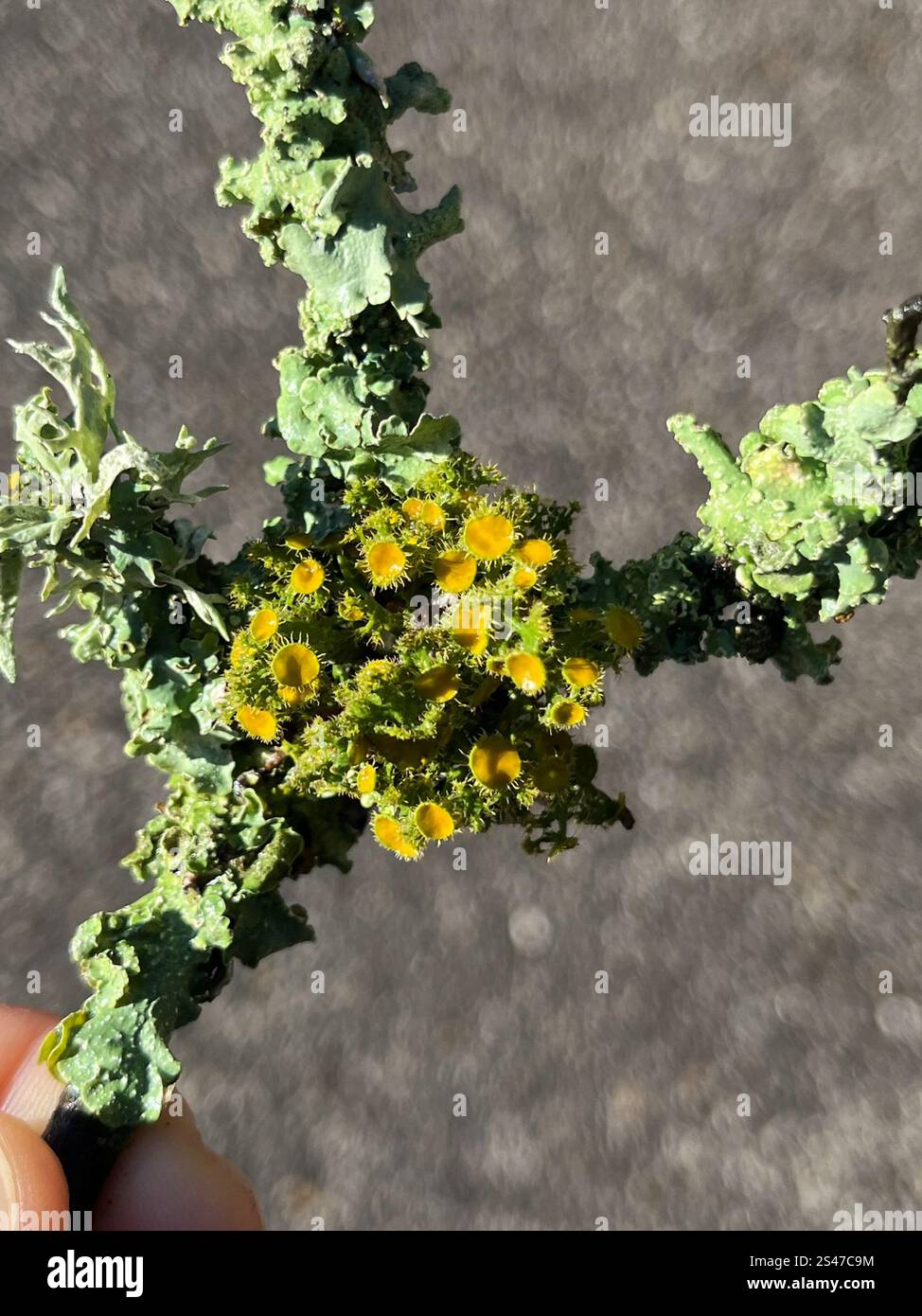 Golden-eye Lichen (Teloschistes chrysophthalmus Stock Photo - Alamy