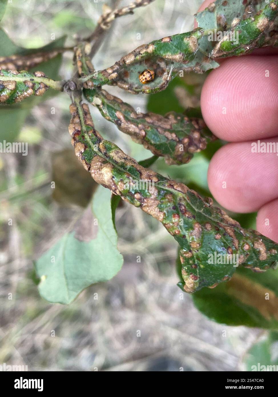 oak flake gall wasp (Neuroterus quercusverrucarum Stock Photo - Alamy