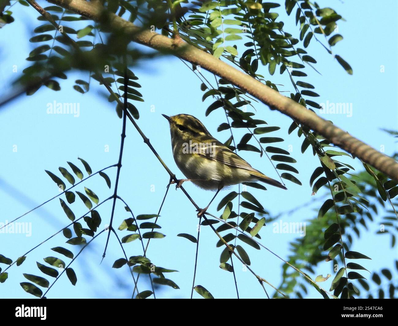 Pallas's Leaf Warbler (Phylloscopus proregulus Stock Photo - Alamy