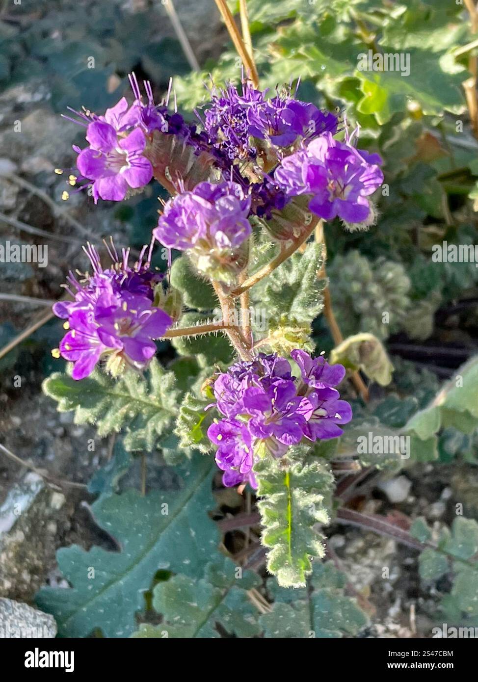 Notch-leaf Scorpionweed (Phacelia crenulata Stock Photo - Alamy