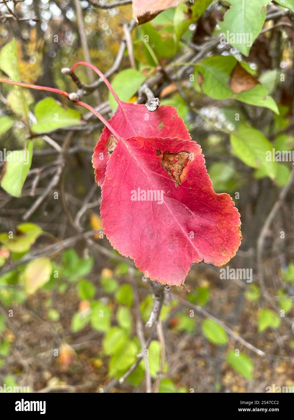 Callery pear (Pyrus calleryana Stock Photo - Alamy