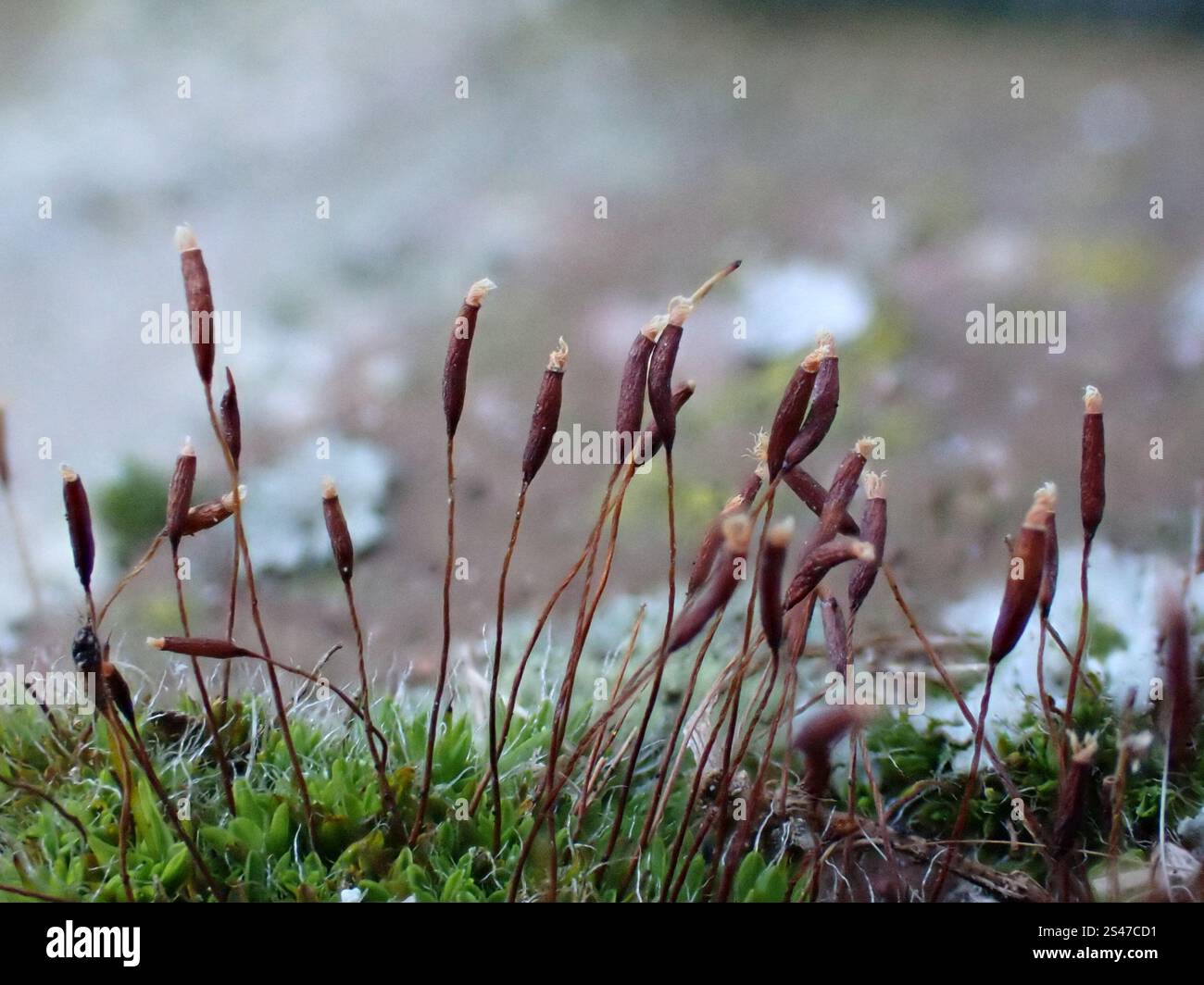 Wall Screw-moss (Tortula muralis Stock Photo - Alamy