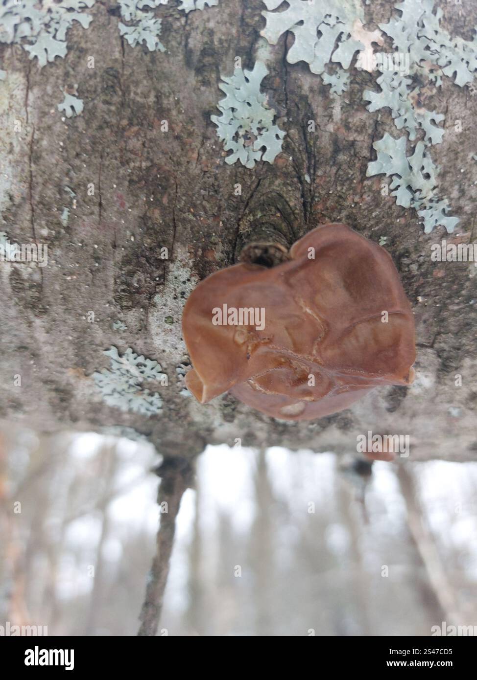 Jelly Tree Ear (Auricularia americana Stock Photo - Alamy