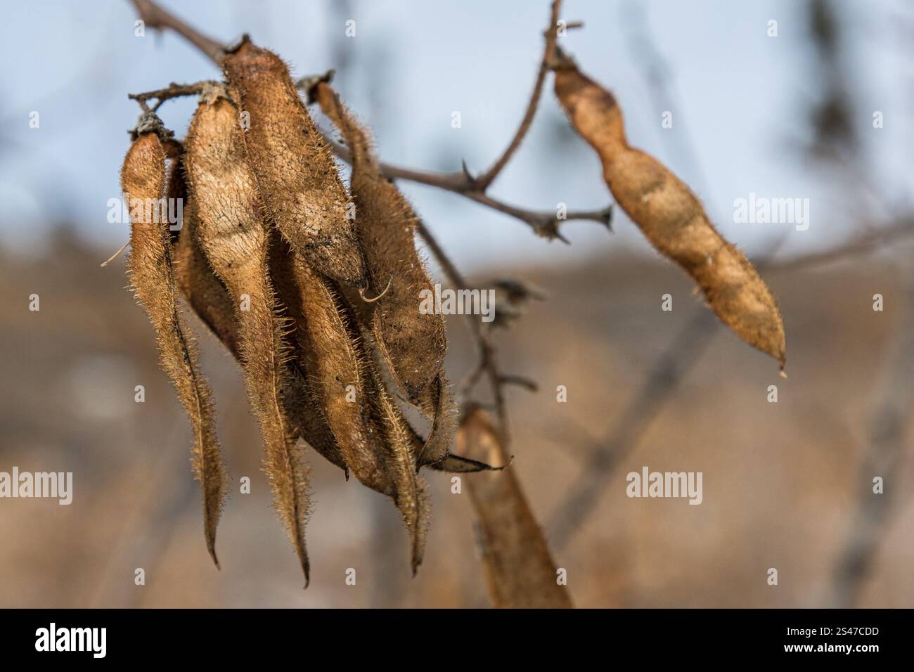New Mexico locust (Robinia neomexicana Stock Photo - Alamy