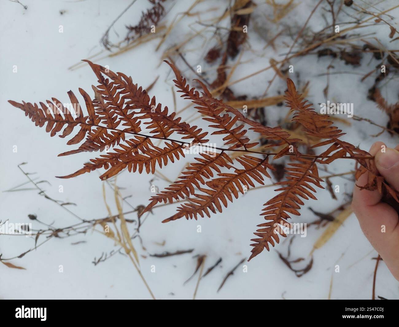 common bracken (Pteridium aquilinum Stock Photo - Alamy