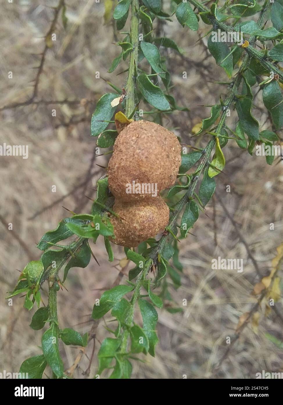 Kangaroo Thorn Gall Rust (Uromycladium paradoxae Stock Photo - Alamy