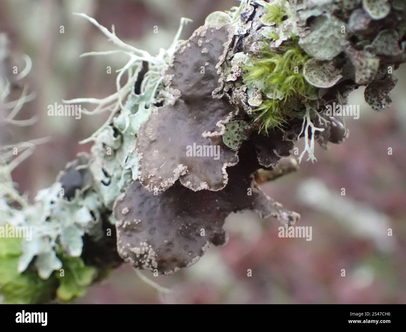Powdered Moon Lichen (Sticta limbata Stock Photo - Alamy