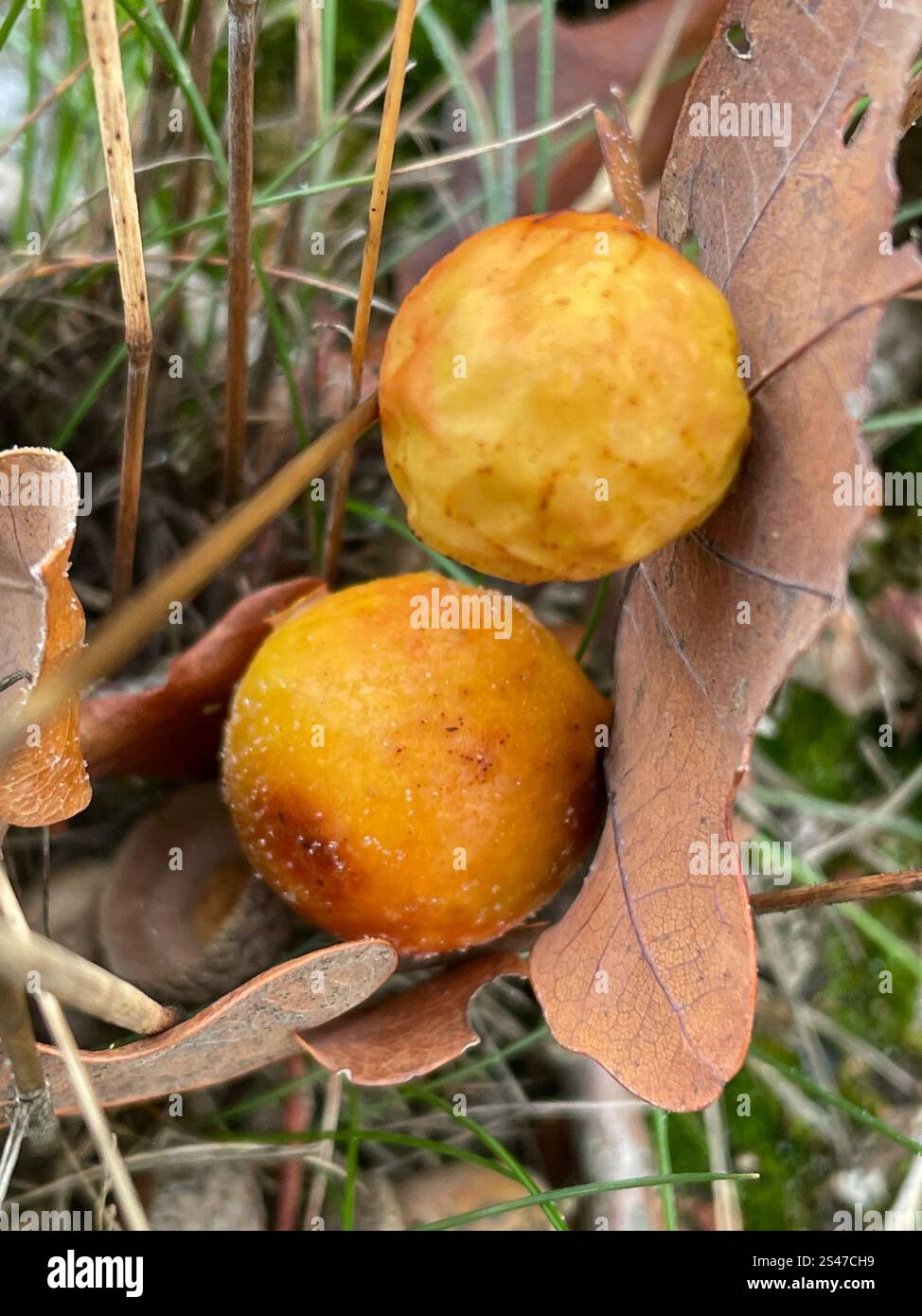 Cherry Gall Wasp (Cynips quercusfolii Stock Photo - Alamy