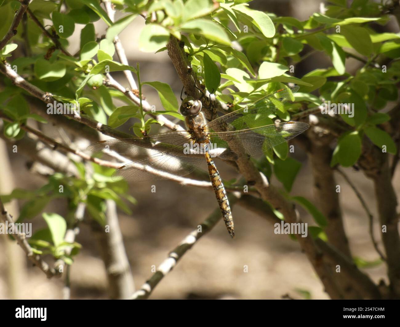 Neotropical Darners (Rhionaeschna Stock Photo - Alamy