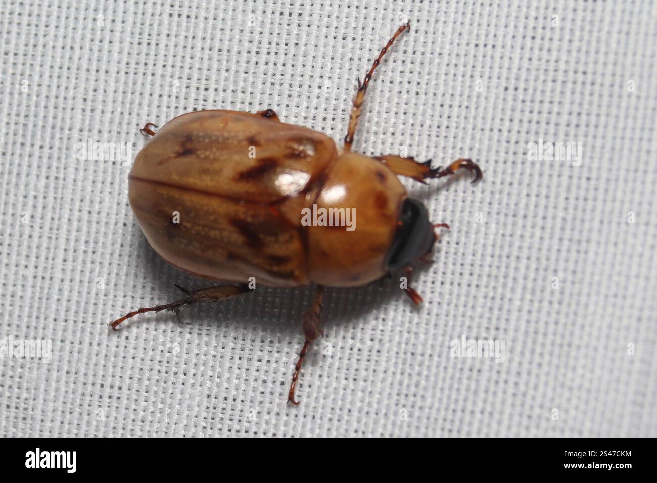Masked Chafers (Cyclocephala Stock Photo - Alamy