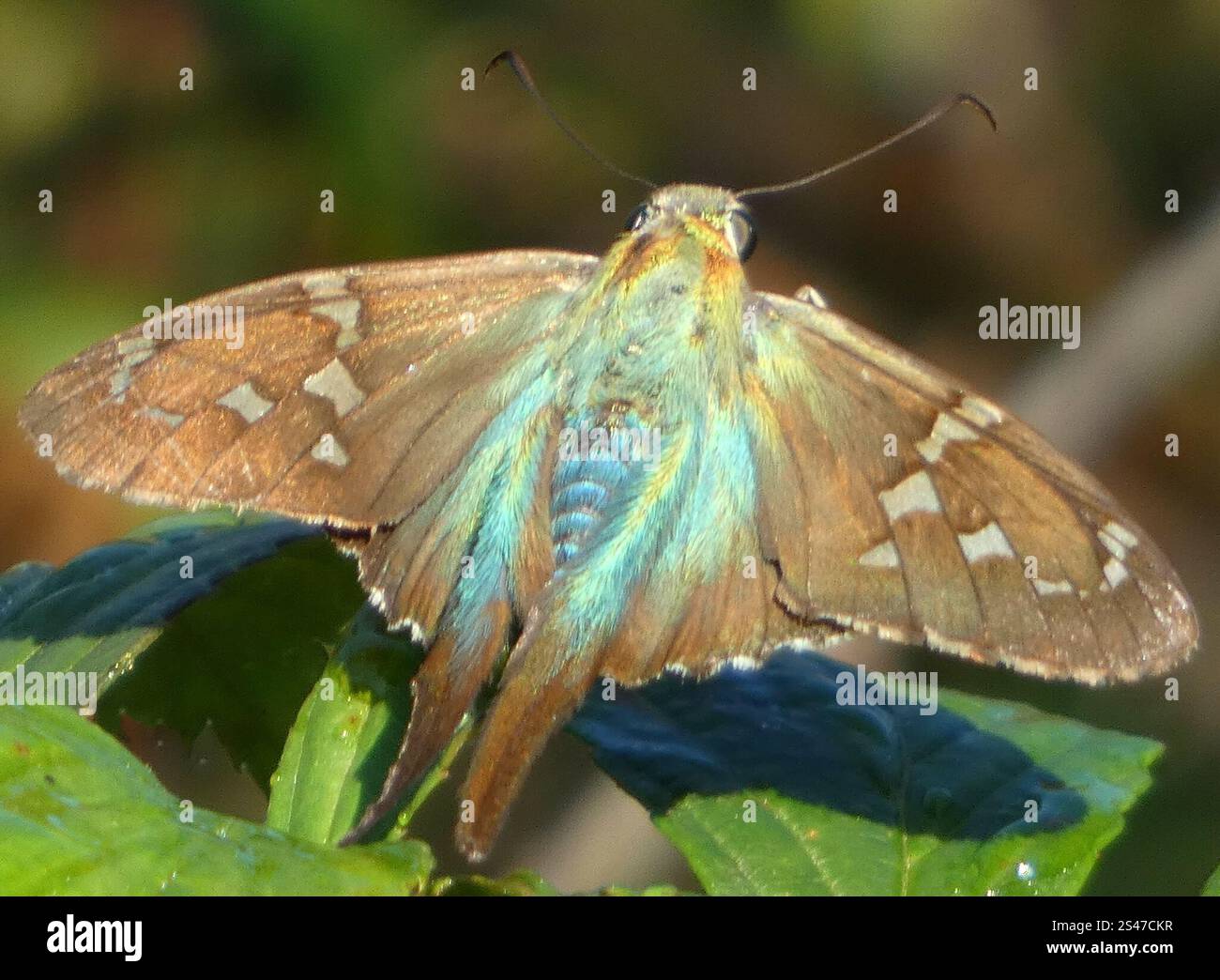 Long-tailed Skipper (Urbanus proteus Stock Photo - Alamy