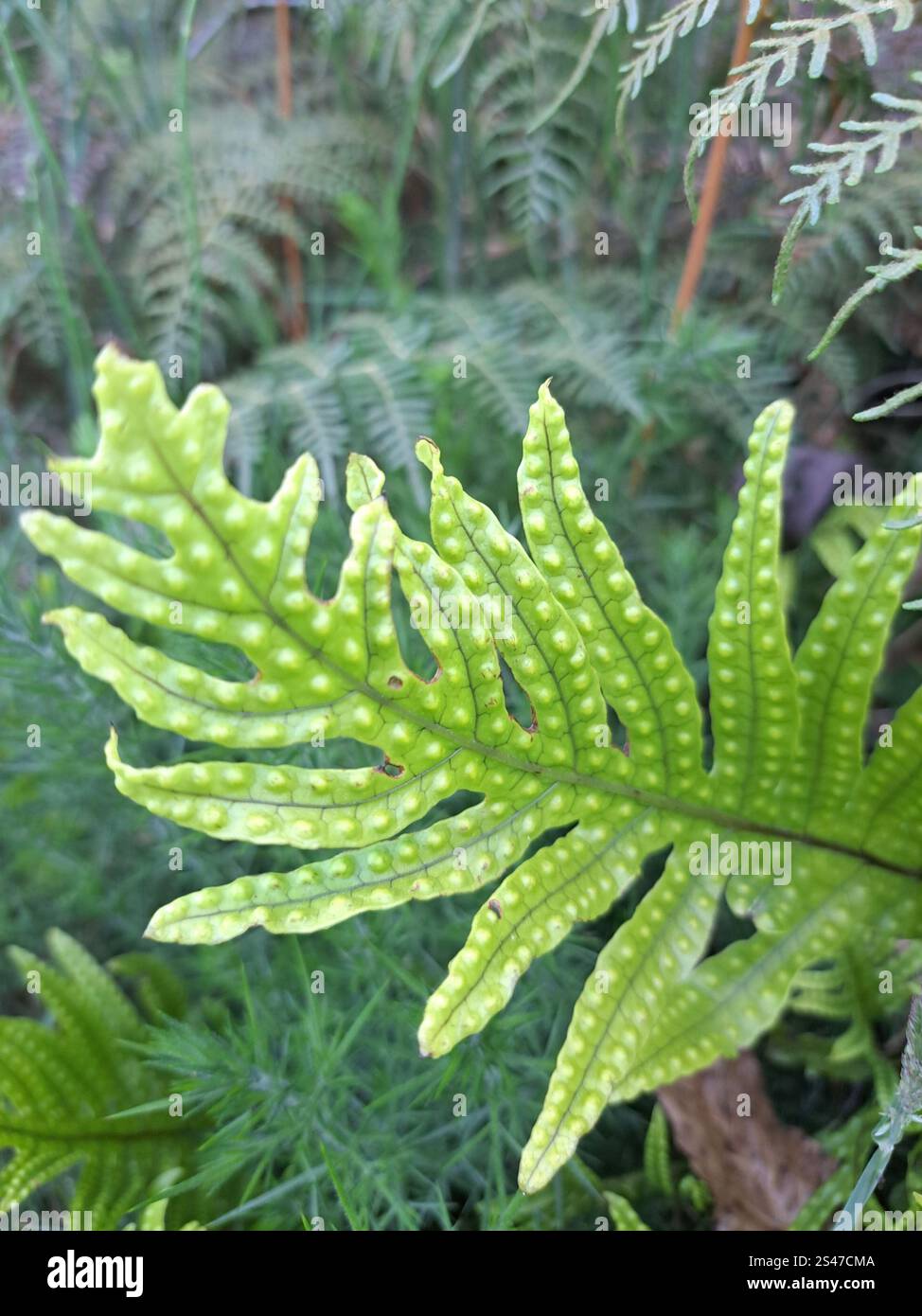 hound's tongue fern (Microsorum pustulatum Stock Photo - Alamy