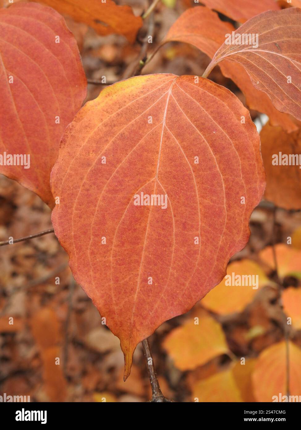 Round-leaved Dogwood (Cornus rugosa Stock Photo - Alamy