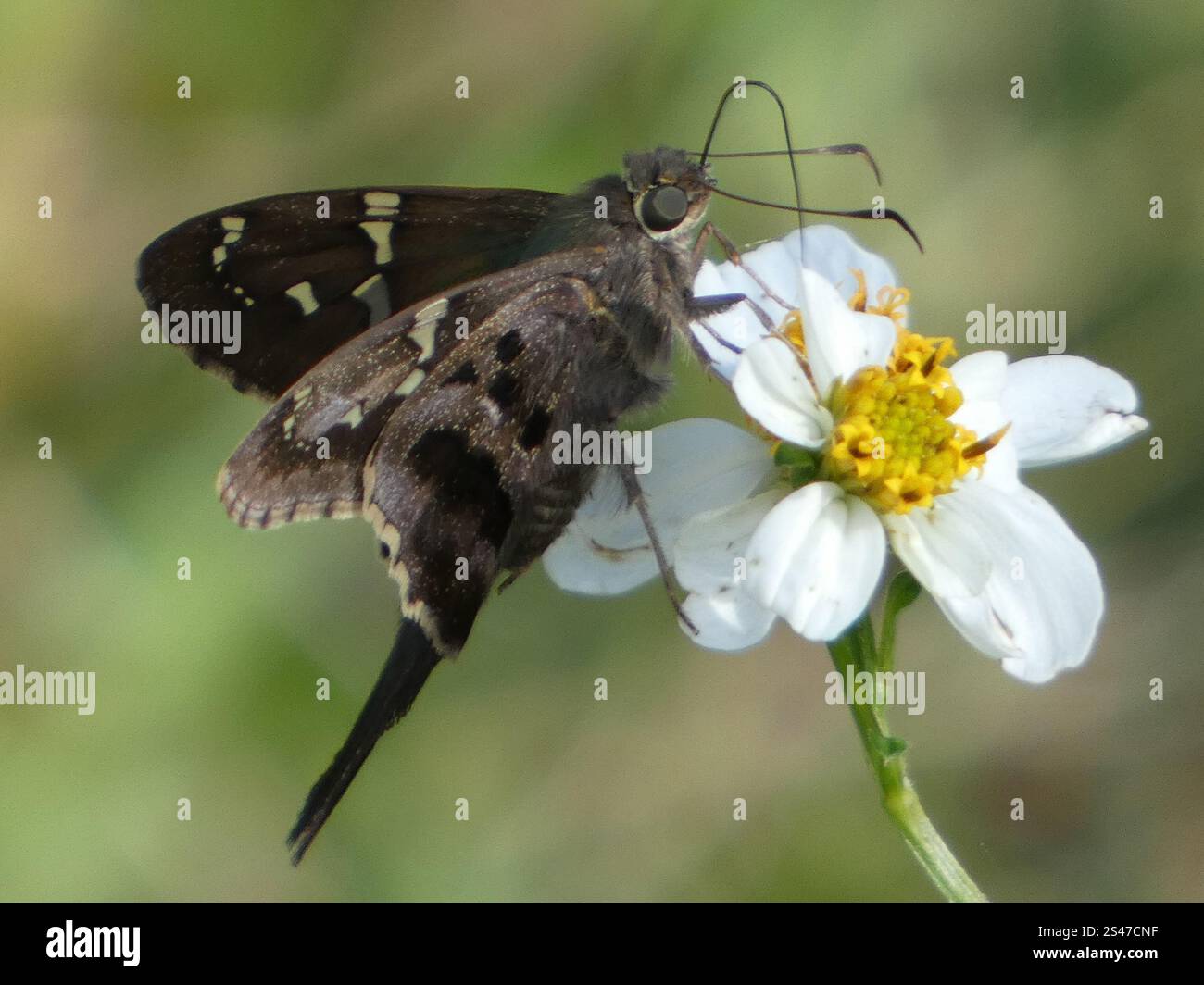Long-tailed Skipper (Urbanus proteus Stock Photo - Alamy