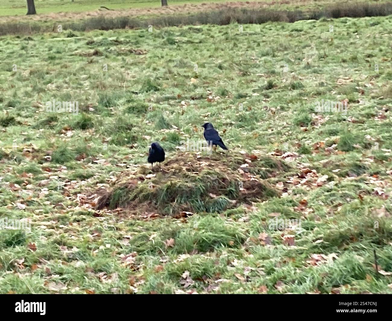 Western Jackdaw (Coloeus monedula spermologus Stock Photo - Alamy
