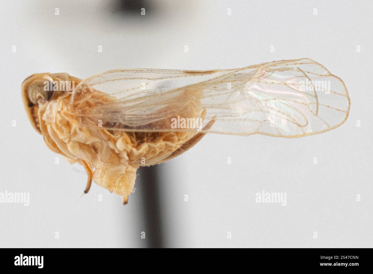 small brown planthopper (Laodelphax striatella Stock Photo - Alamy