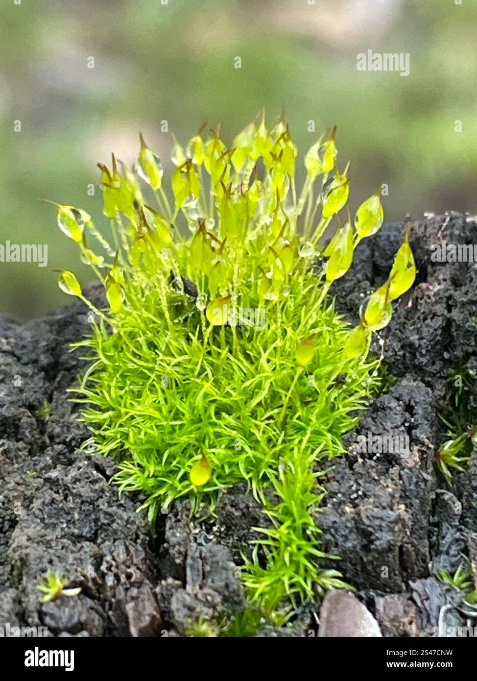 Common Pincushion (Dicranoweisia cirrata Stock Photo - Alamy